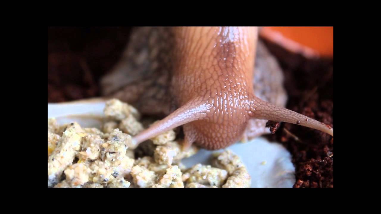 Giant african snail eating - YouTube