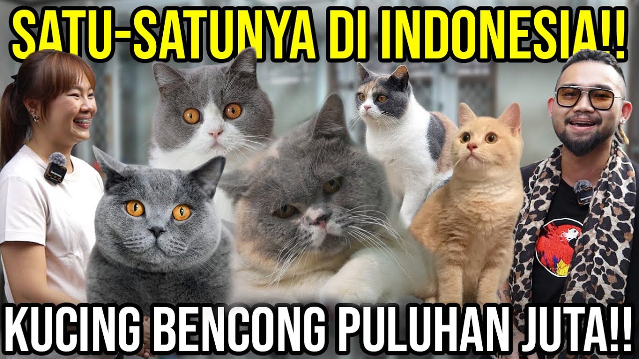 SATU-SATUNYA DI INDONESIA!! KUCING BENCONG PULUHAN JUTA!! RARAMAO # ...
