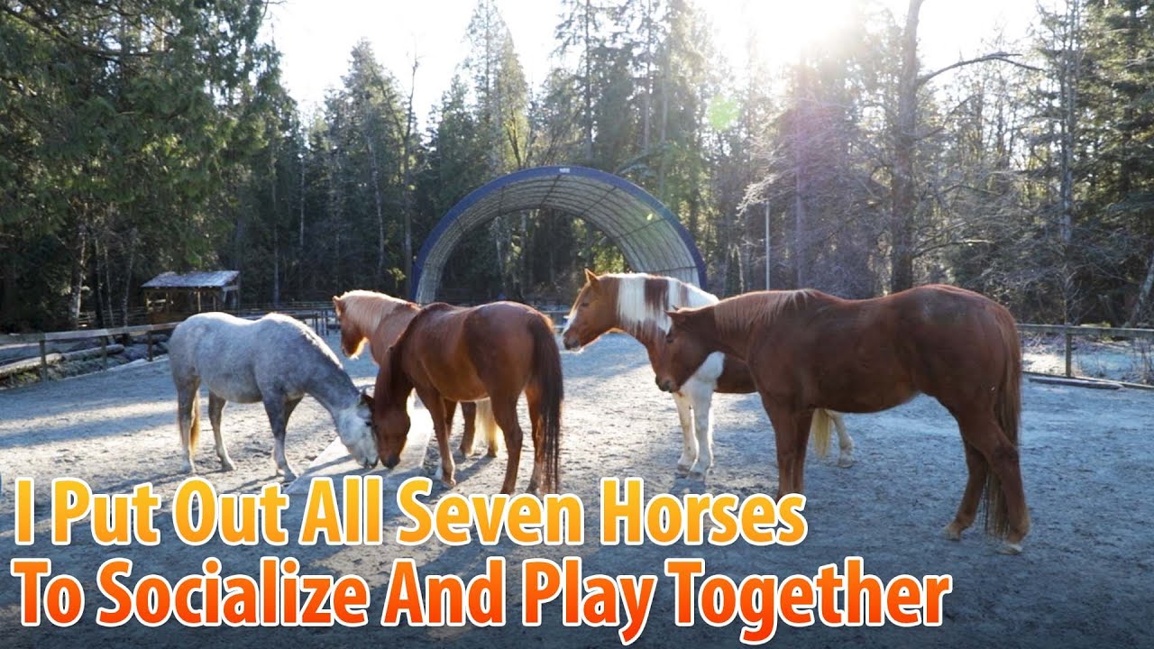 I Put Out All Seven Horses To Socialize And Play Together - YouTube
