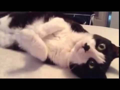 If You're Happy And You Know It Say Meow - Smart And Cute Cat - YouTube