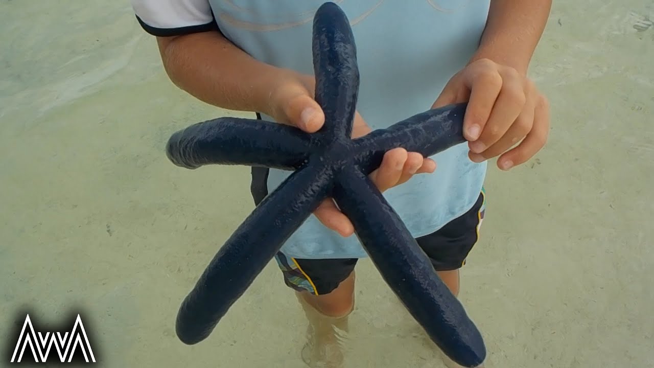 AwA Vivid-blue Starfish in the Cook Islands (Linckia laevigata) - YouTube
