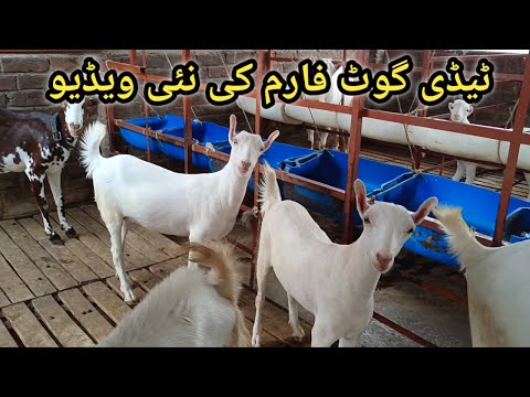 Teddy Goat Farm ki New Video ll Beautiful Gulabi Goat Teddy Goats - YouTube