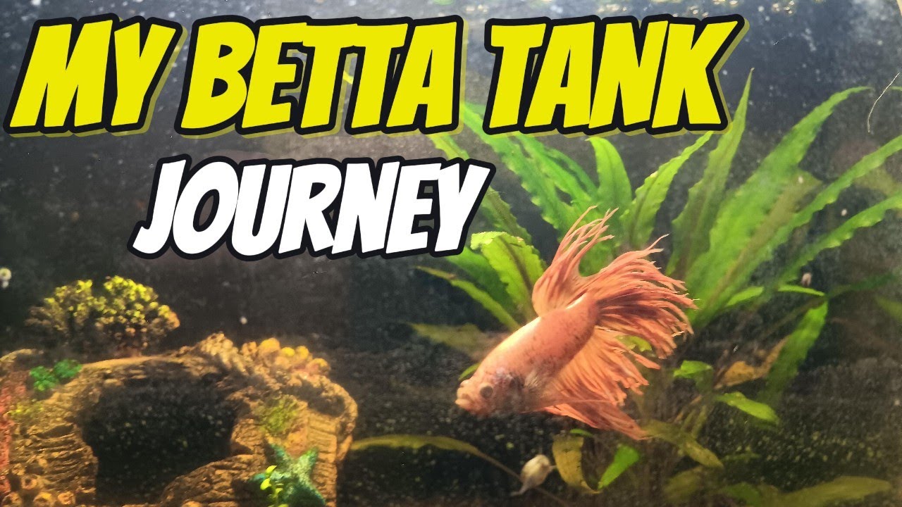 My Betta Tank Journey One Year of Lessons, Fails - YouTube