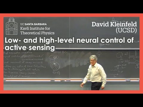 Low- and high-level neural control of active sensing | David Kleinfeld ...