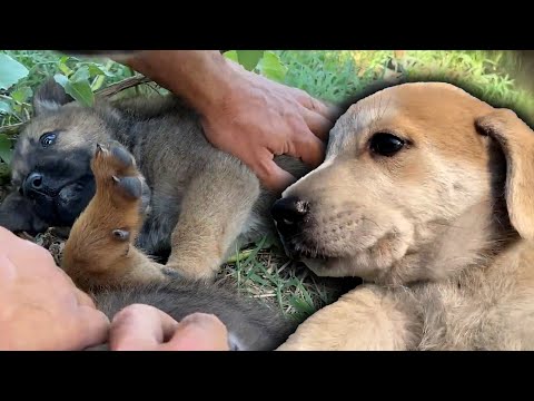 Göl Kenarında Bulduğumuz Anne Köpek ve Yavrularını Kulübelere Götürdük