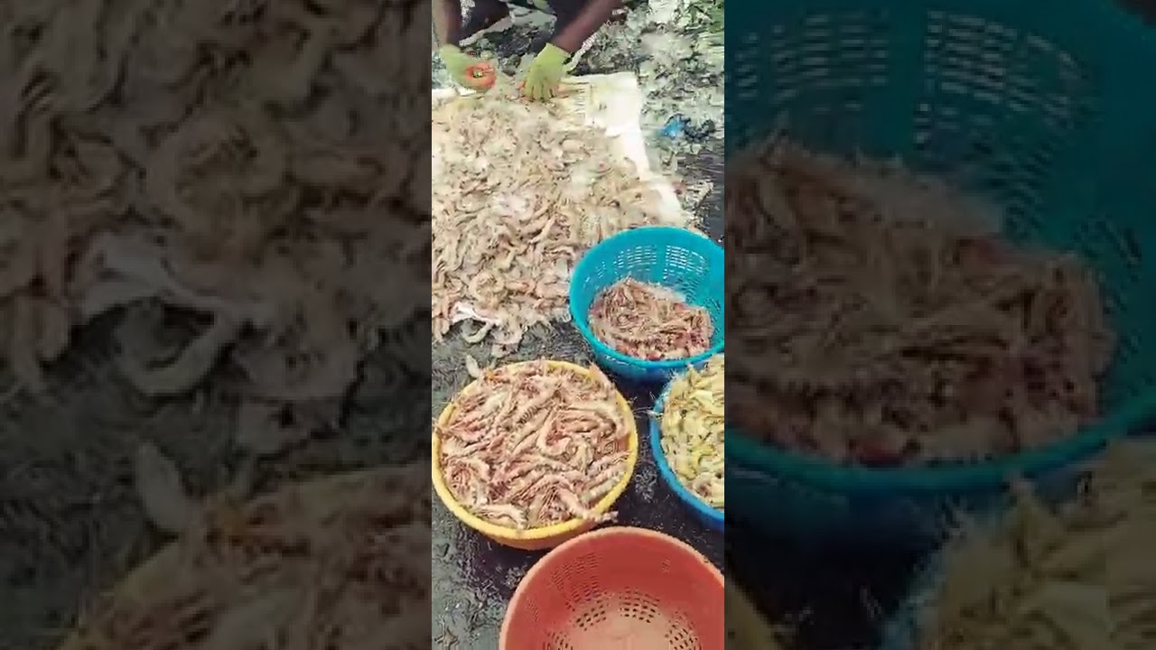 fish market uran-karanja port - YouTube