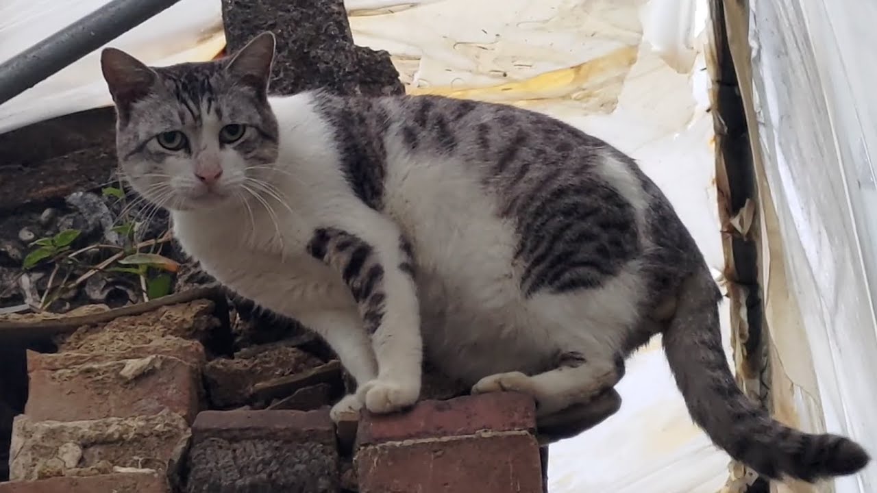 The slow slow motion cat.part3 - YouTube