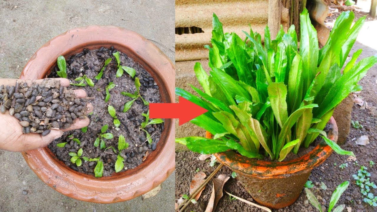 This trick works like magic to grow cilantro plants at home | বিলাতি ...