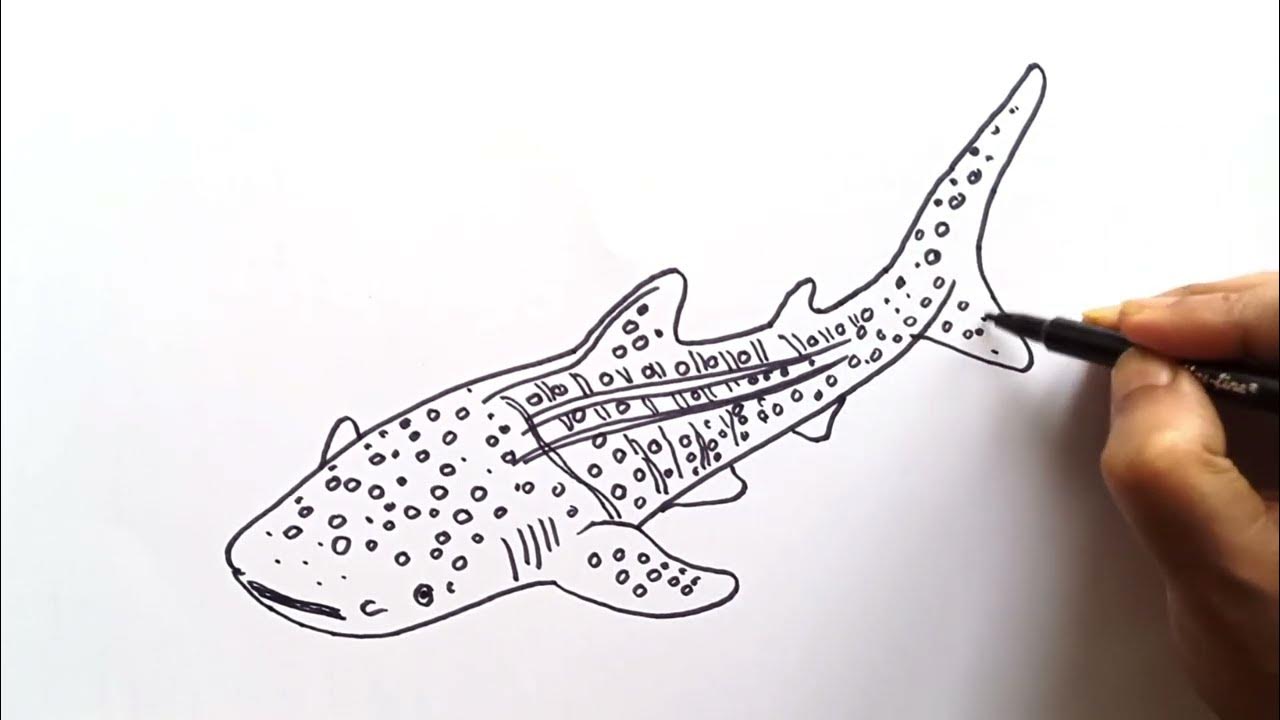 How to Draw a Whale Shark Easy. - YouTube