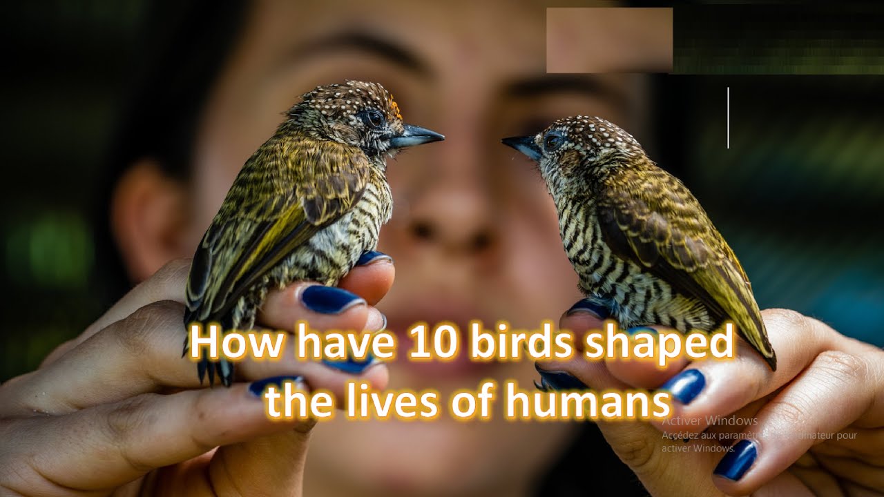 Birdlife How have 10 birds shaped the lives of humans - YouTube