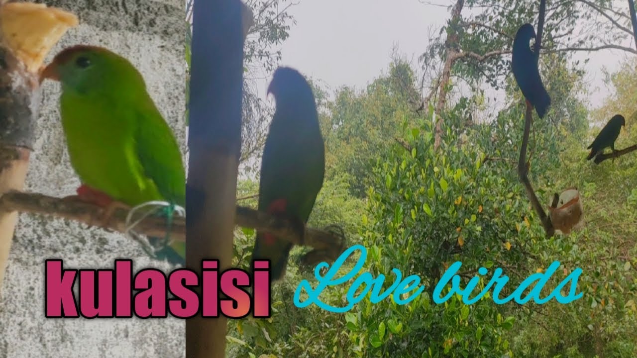 Beautiful kulasisi lovebirds - YouTube
