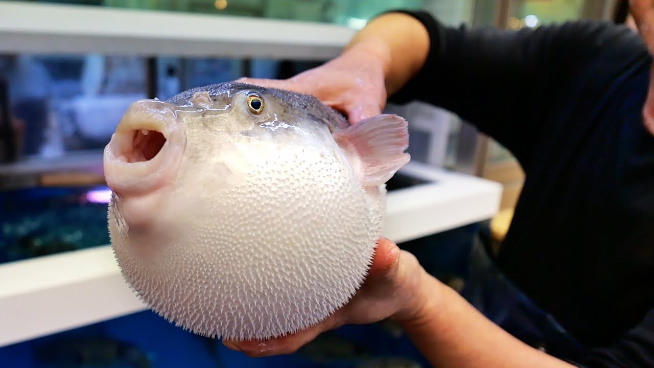 Japanese Street Food - ONE FUGU TO GO! Osaka Seafood Japan - YouTube