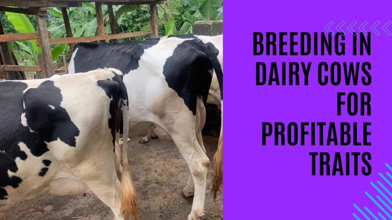 You need to attain pedigree cows? Selection and breeding is key - YouTube