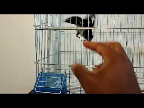 Picolet métissé (mère djeck, papa picolette) en début de mue🇫🇷, mix ...