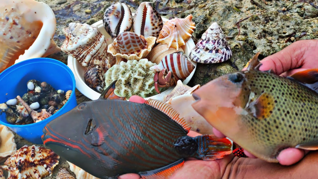 Menemukan Banyak Kelomang,Ikan Hias laut,Bintang laut Besar,kepiting ...