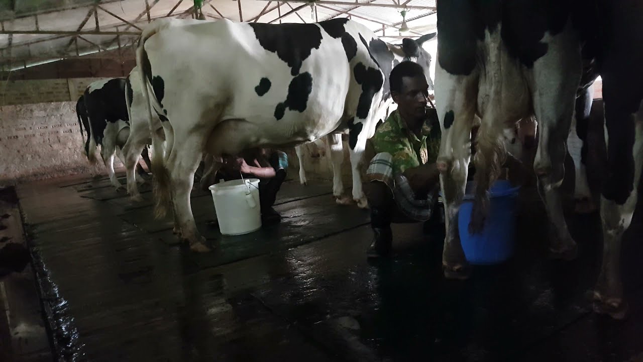 Cows Mooing | Cows Milking | Cows For Children | How to Milk a Cow By ...