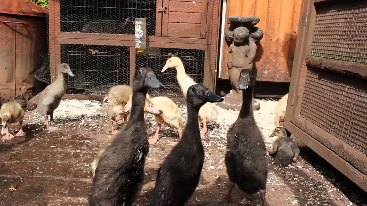 Advanced Duck Training - pulling a string, part 1 - YouTube