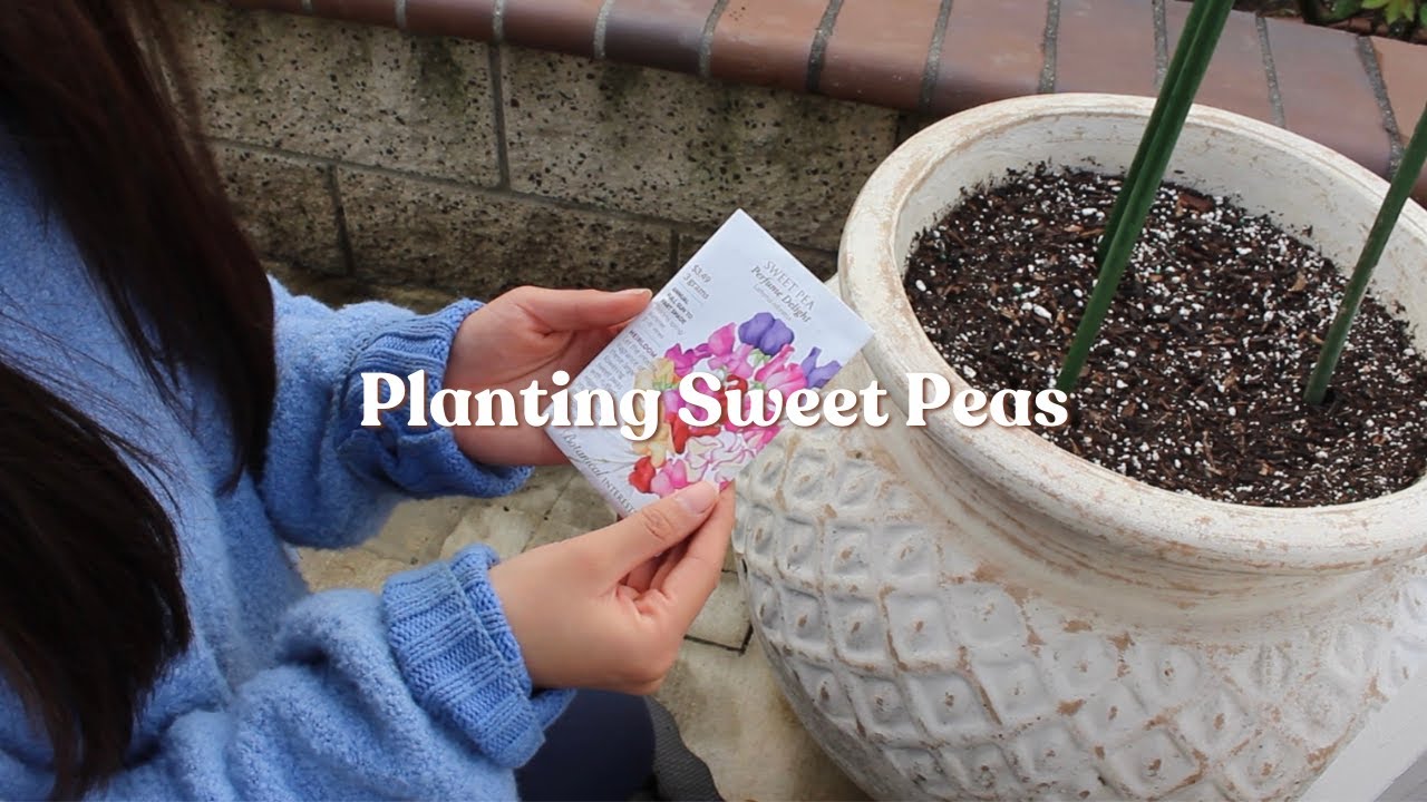Pruning Lavender, Planting Sweet Peas and Fertilizing Strawberries ...