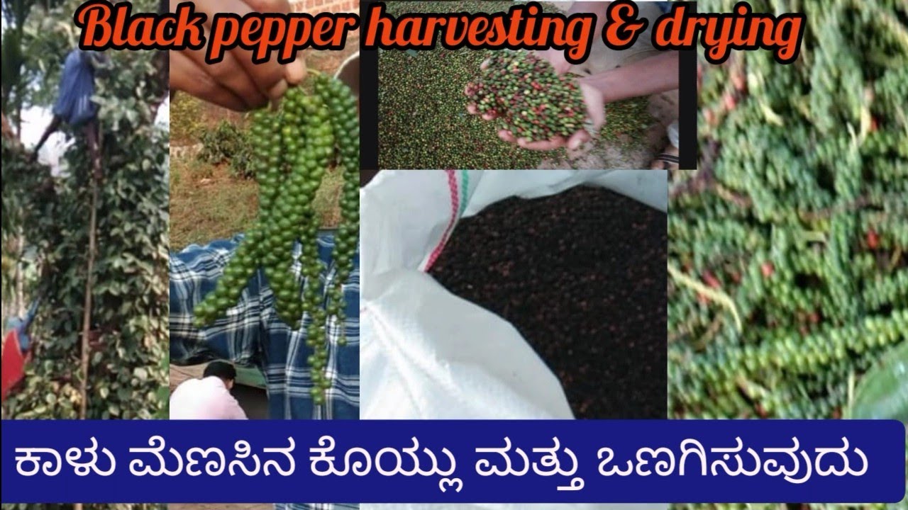Black pepper harvesting & drying | ಕರಿಮೆಣಸು ಕೊಯ್ಲು ಮತ್ತು ಸಂಸ್ಕರಣೆ ...