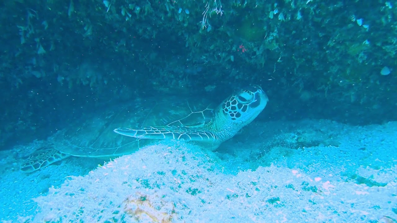 Giant Bat Fish and Giant Sail Fin Tangs - YouTube