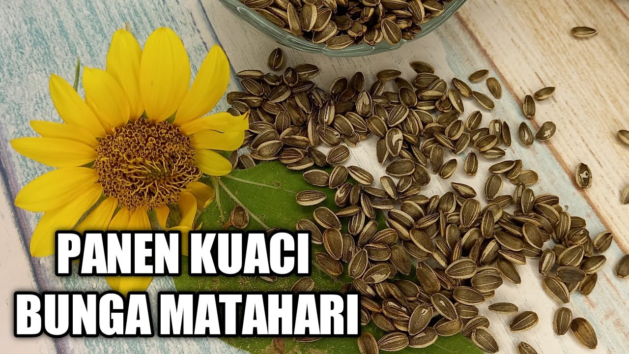 PROSES PANEN HINGGA MENGOLAH KUACI BUNGA MATAHARI - YouTube