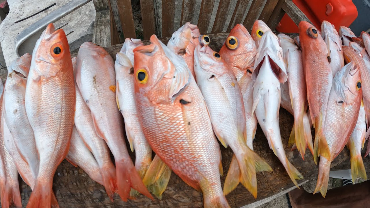 RED SNAPPER DAY EPIC FOOTAGE 1K SUBS - YouTube