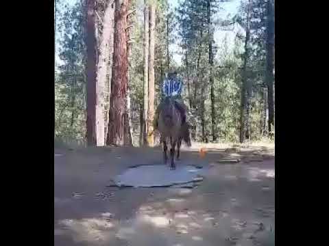 Tarp obstacle - Level 3, 6/12/20 - YouTube