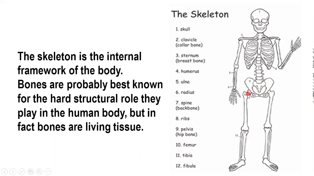 SKELETAL SYSTEM class 3 delivered by MS. ERUM KHATEEB - YouTube