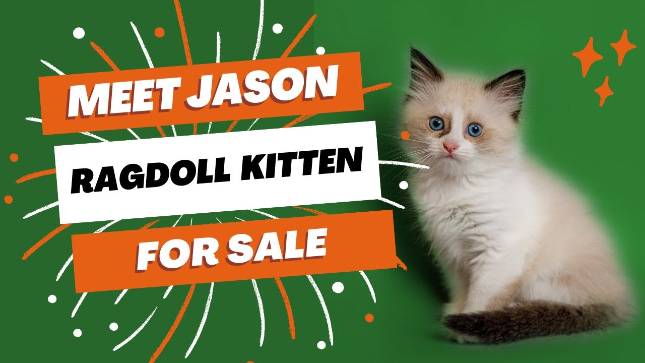 JASON Ragdoll Kitten For Sale | Purebred Kitties - YouTube