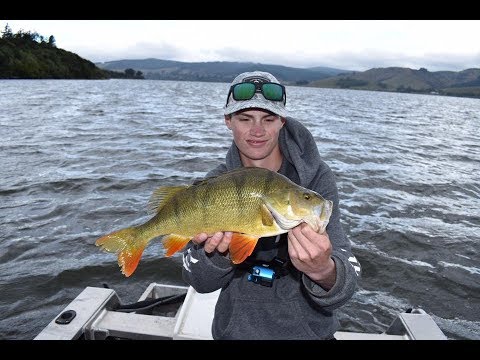 HUGE Redfin Perch On The Best Perch Lake In The Country? - YouTube