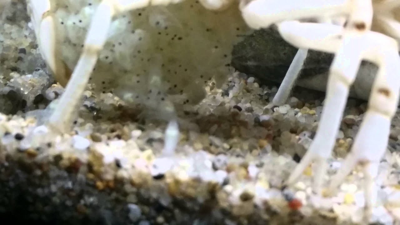 Crayfish free swimming - YouTube