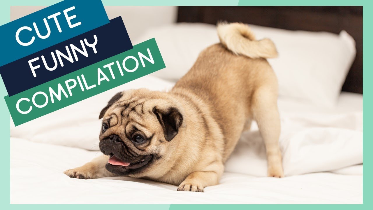 Pug Compilation: Cute Puppies, Funny Dogs & Tricks - YouTube