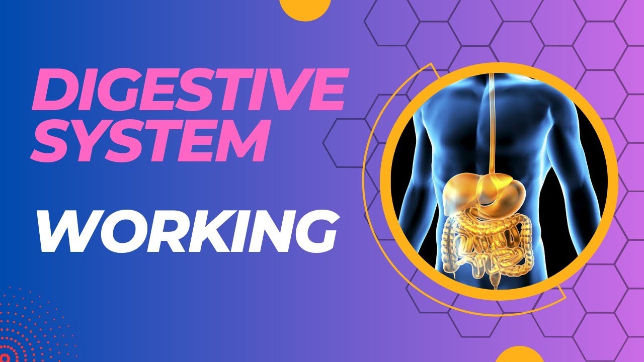 The digestive system||How does the digestive system digest our food ...