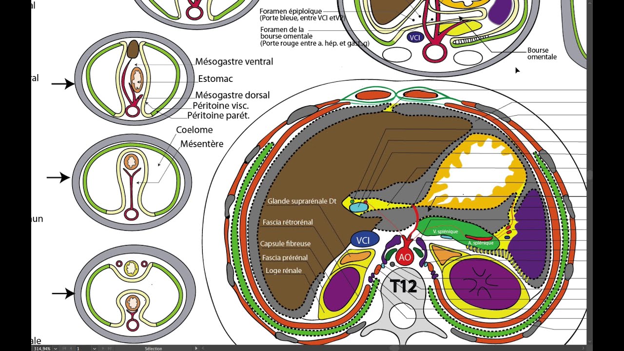 Embryologie du péritoine - YouTube