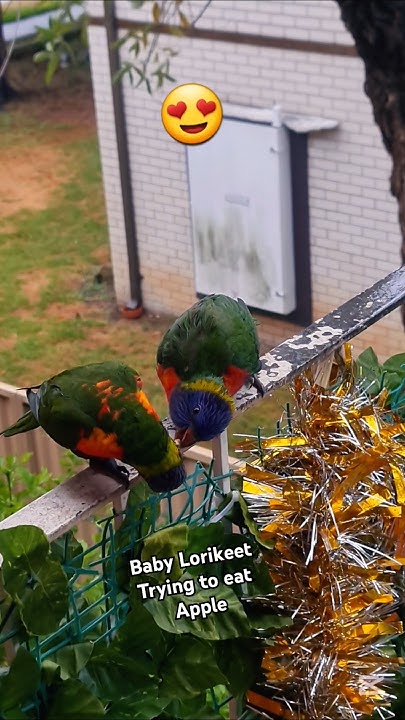 Baby Lorikeet started eating apple, but 🦜mum slapped him 😀 #foryou # ...