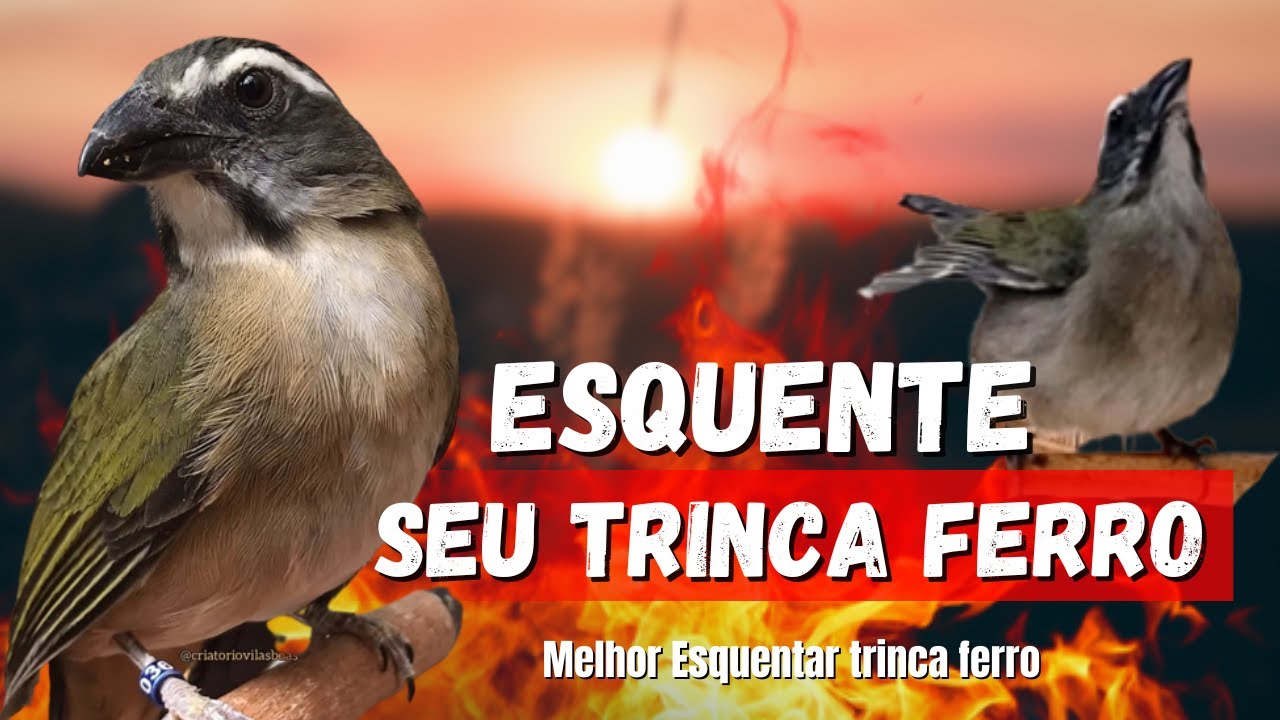 🔥ESQUENTE SEU TRINCA FERRO🔥TRINCA FERRO CANTANDO🔥 DESTRAVE SEU TRINCA ...
