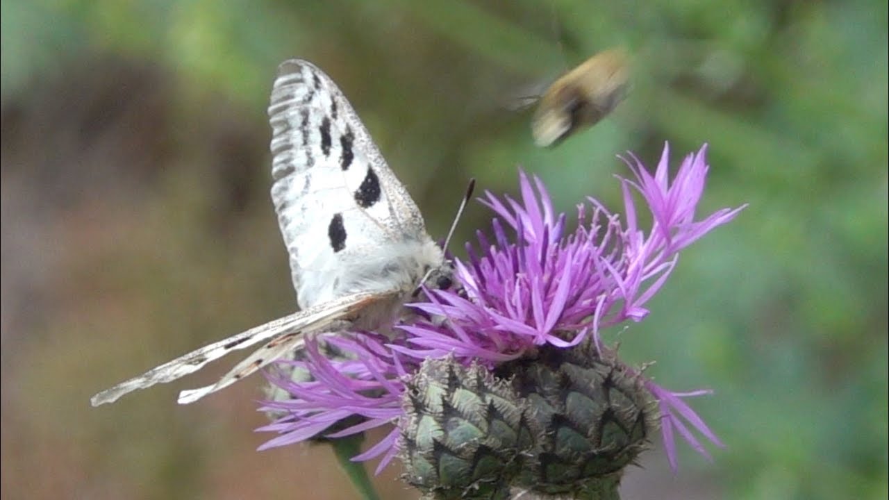 SONY RX10 IV slomo 250 fps. Apollo and wild bee. Parnassius apollo ...