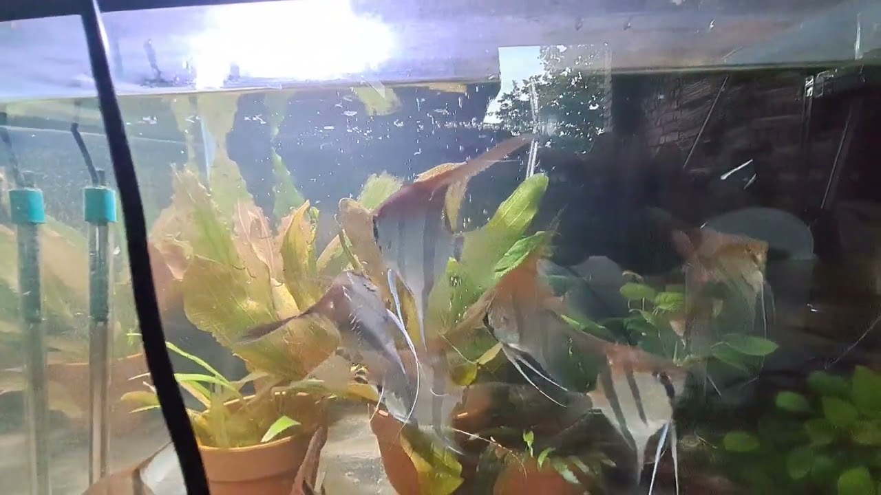 Manacapuru red back angelfish F2 1 year old - YouTube