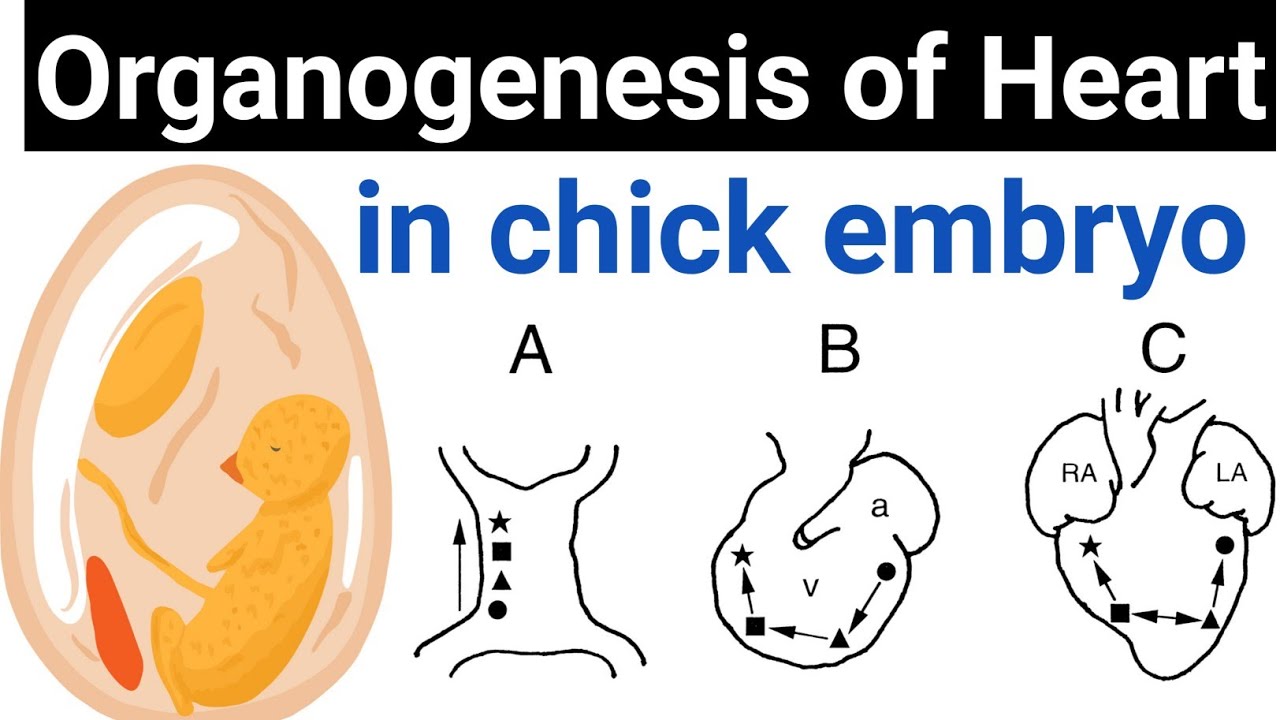 Organogenesis of heart in chick embryo zoology Embryology heart ...