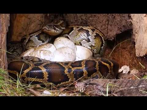 Snakes  protect their eggs| Crocodile Attack | #snake #crocodile #eggs #viral