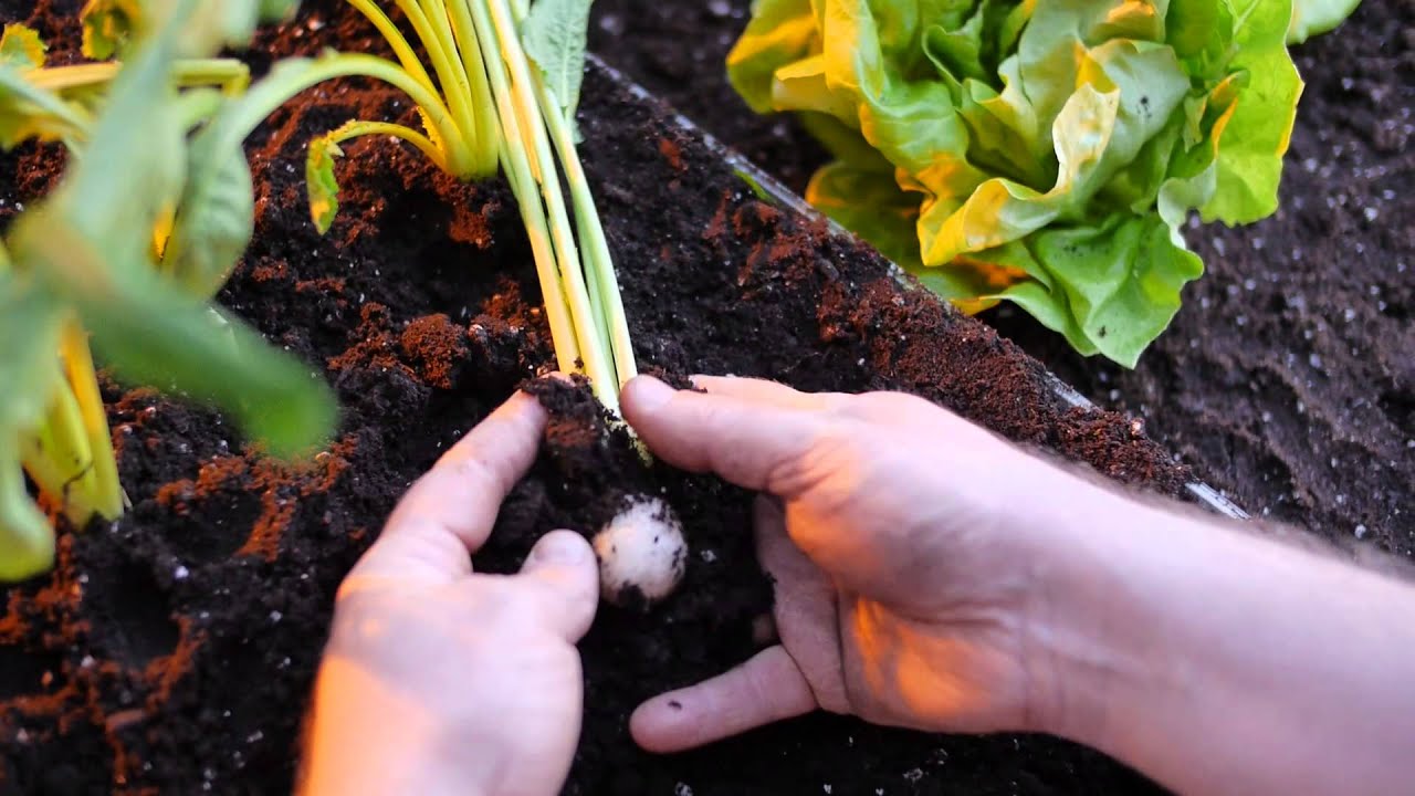 Provender- Your Farmteam. - YouTube