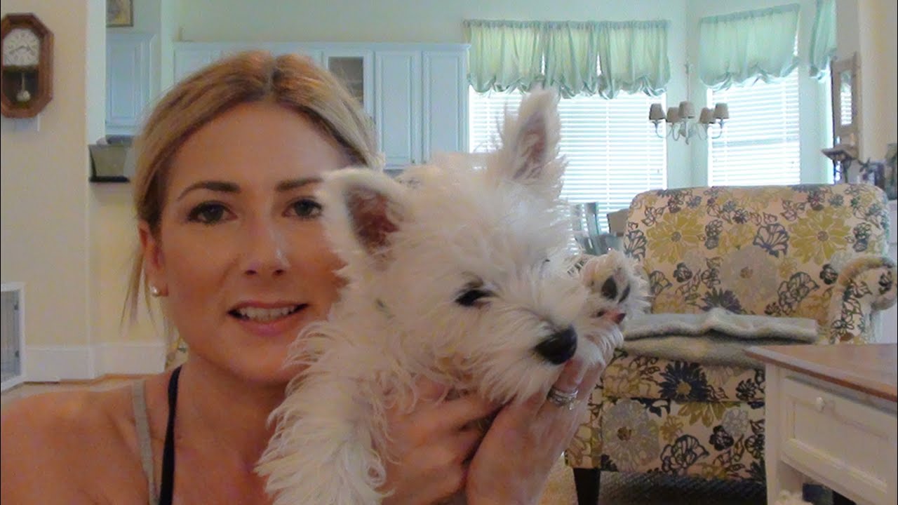 Where To Adopt A Puppy Dog YouTube Where To Adopt A Puppy Dog YouTube