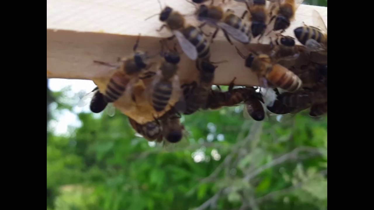Beginner Beekeeping: Checking Out My Foundationless Frames - YouTube