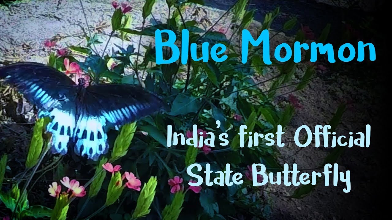 Blue Mormon Butterfly | India's first official state butterfly - YouTube