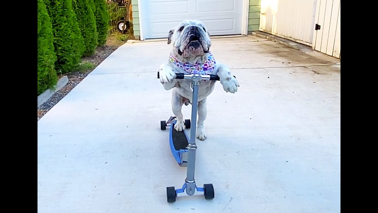 Solo: World's Most Talented Pet 2024! - YouTube