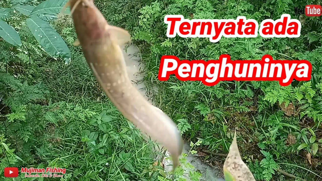 Mancing ikan Lele Lembat !! Serunya mancing ikan lele lembat habis ...