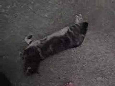 Spaz the cool cat - YouTube