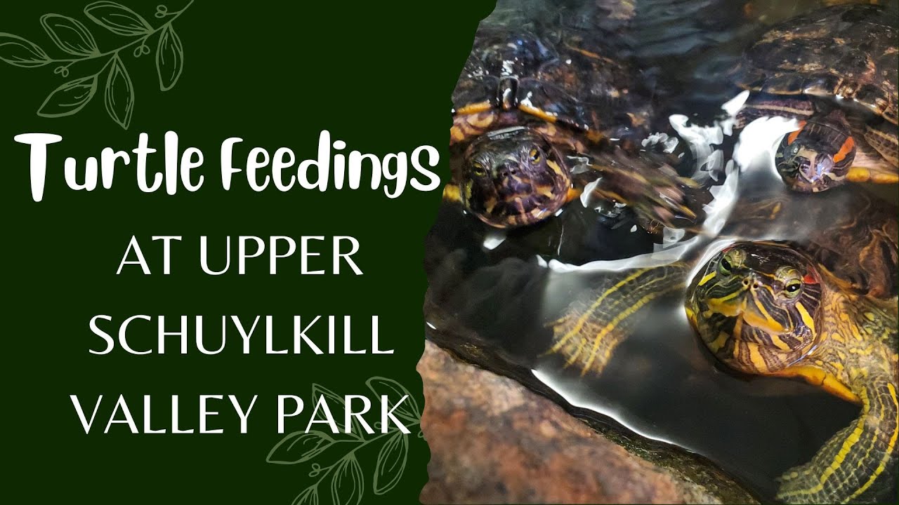 Turtle Feedings at Upper Schuylkill Valley Park - YouTube