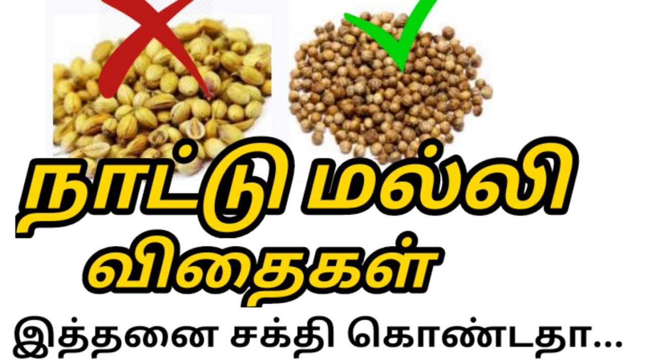 பித்தம்,உடல் எடை, அல்சரை குறைக்கும் மல்லி விதை| தனியா பயன்கள் ...