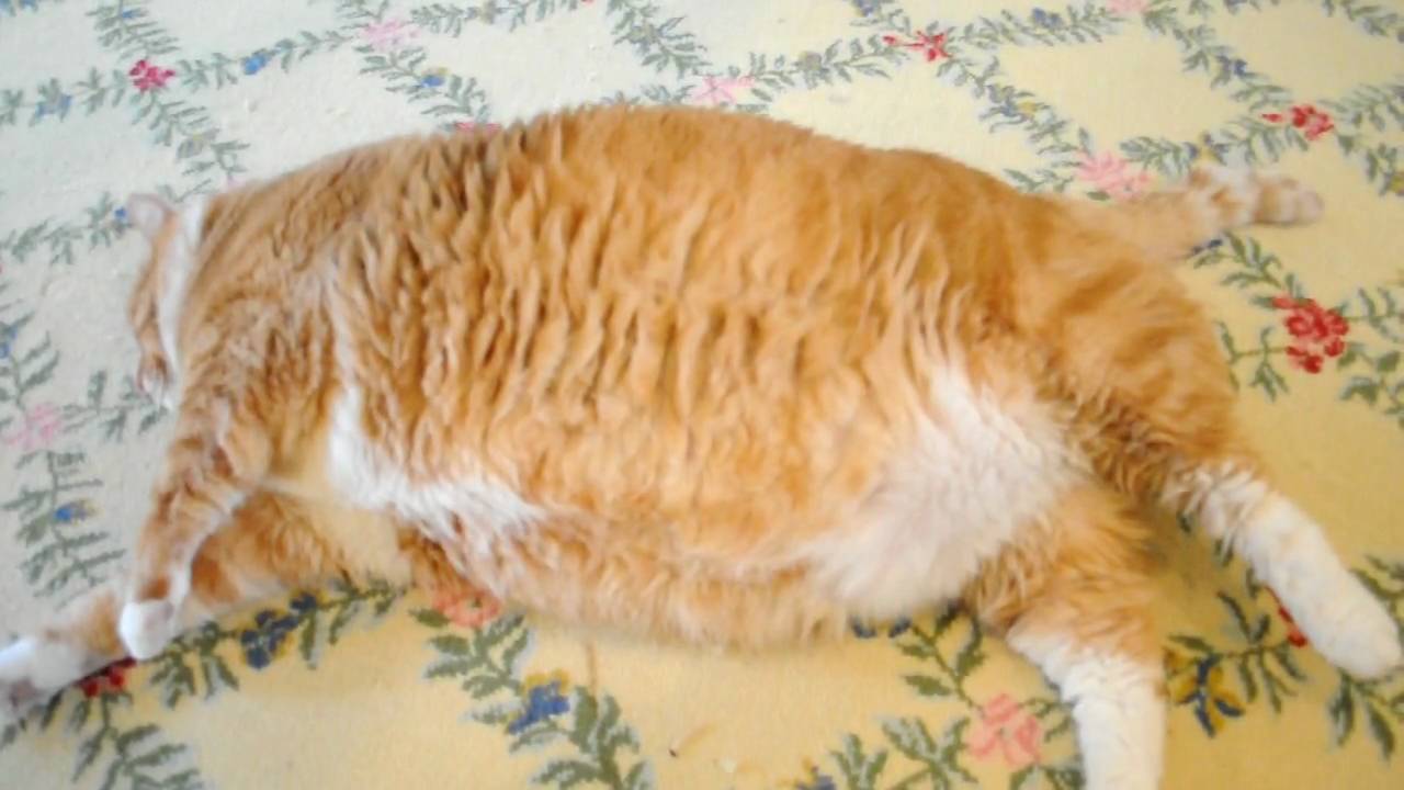 Fatso The Fat Cat Swatting The Camera (funny) - YouTube